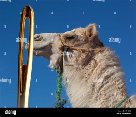 Camel And The Eye Of Needle A Biblical Tale Combination Of Two Stock