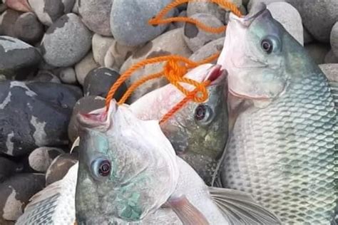 Jangan Sampai Salah Ketahui Perbedaan Ikan Mujair Dan Nila Radar