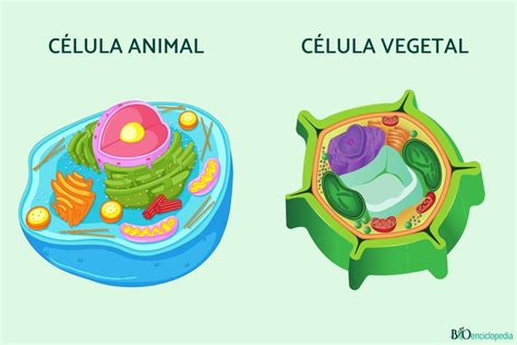 Citologia O que é teoria celular tipos de células partes da célula