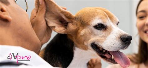 Otitis en perros síntomas causas y tratamiento