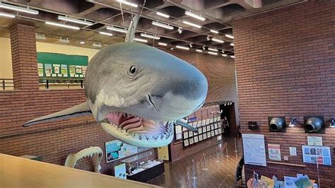 埼玉県立自然の博物館 サイタマケンリツシゼンノハクブツカン 長瀞 上長瀞駅 博物館 by LINE PLACE