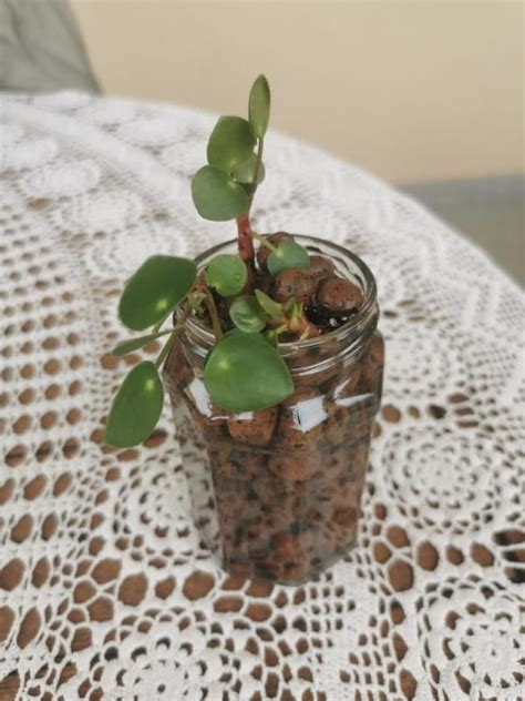 Moltiplicare Le Piante Di Casa Ecco Come Ho Fatto Delle Talee