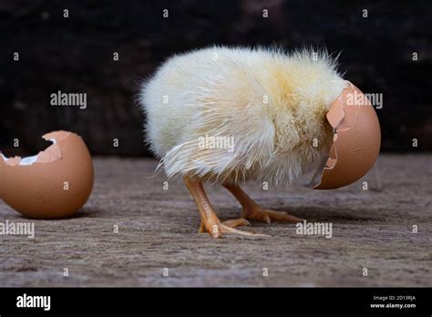 Baby Chick Hatching From Its Egg Hi Res Stock Photography And Images