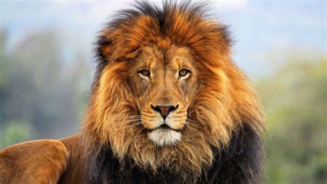 Aprender acerca 70 imagen fond d écran animaux 4k fr thptnganamst edu vn