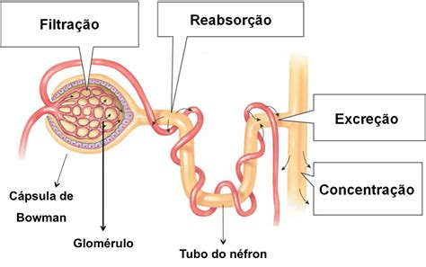 Sistema Renal Fisiologia Humana Filtra O Glomerular