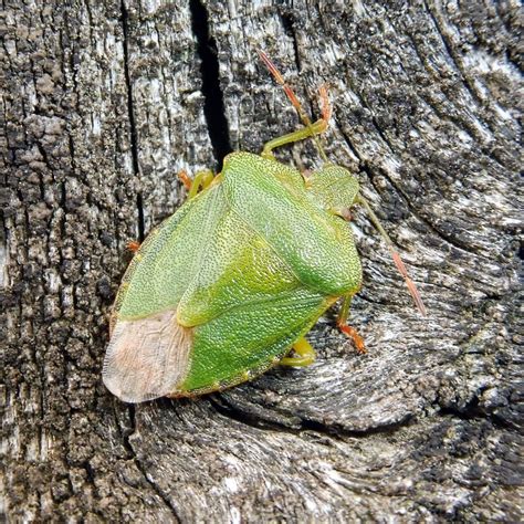 Green Shield Bug Hampstead Heath Scavenger Hunt INaturalist