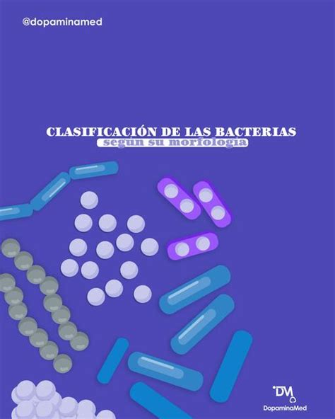 Flashcards Clasificación de las Bacterias Enfermería uDocz