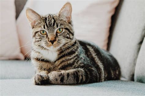 Cuántos años vive un gato Común Europeo Blog de ADOPTA un Animal
