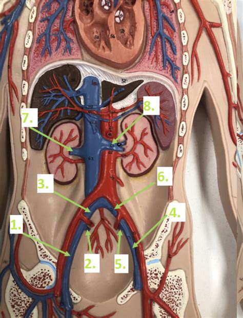 P 1 Veins Of The Lower Abdominal Region Diagram Quizlet