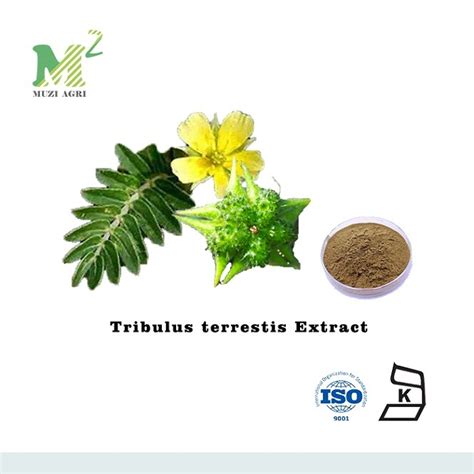 Pure Natural 90 Saponins Tribulus Terrestris Extract Ribulus
