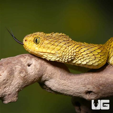 Adult Yellow Squamigera Bush Vipers Atheris Squamigera For Sale