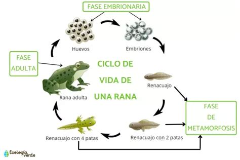 Ciclo de vida de una rana Etapas e imágenes con esquemas Ciclos de