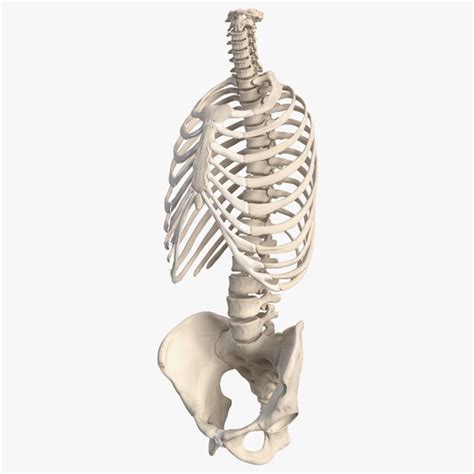 3D Male Torso Skeleton Bones TurboSquid 1458546