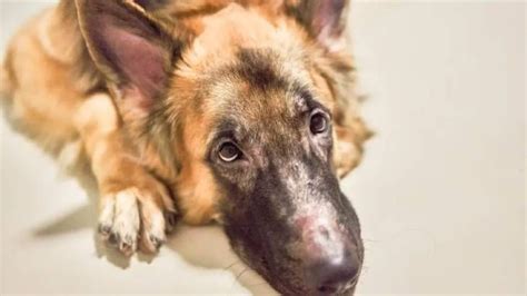Dermatitis en PERROS Tipos Causas Síntomas y Tratamiento