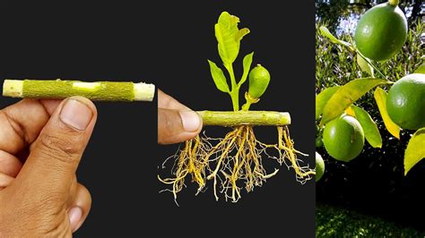 How To Propagate Lemon Tree From Cuttings With Onion Grow Lemon Tree