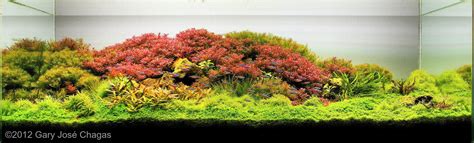 Aga Aquascaping Contest