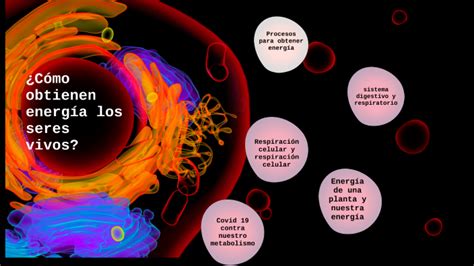 Cómo obtienen energía los seres vivos by angel noe padilla jaimes on