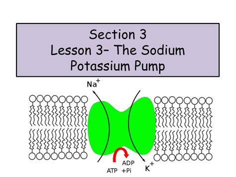 PPT Section 3 Lesson 3 The Sodium Potassium Pump PowerPoint