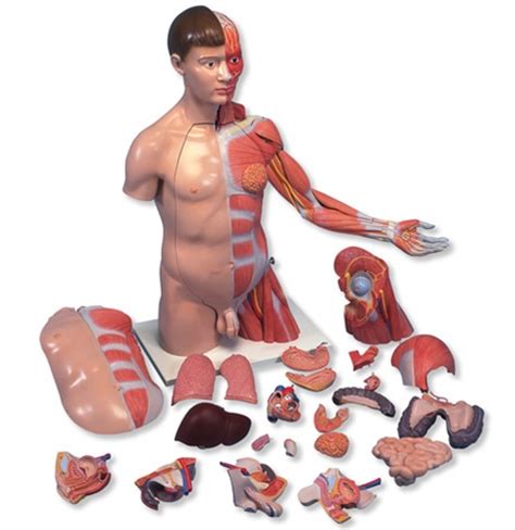 3 Educational Uses For A Life Sized Human Torso Anatomy Model
