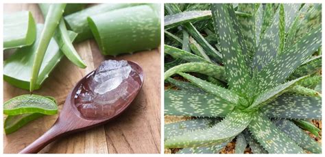 5 Mejores Beneficios Del Aloe Vera Para La Salud Mejor Con Salud