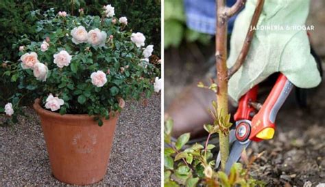 Aprende a podar rosas como un experto en jardinería Jardinería y Hogar