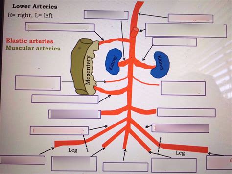 Lower Arteries Diagram Quizlet