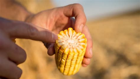 DuPont Pioneer Advances Corn Products For 2017