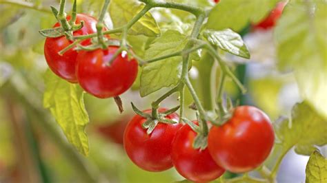 C Mo Puedo Plantar Tomates En Casa Los Tips Necesarios Divinity