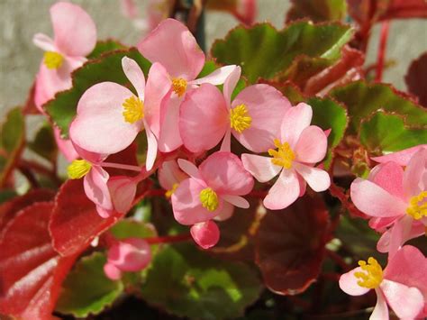 Begonia I Pelargonia Odmiany Wymagania Idealne Kwiaty Doniczkowe