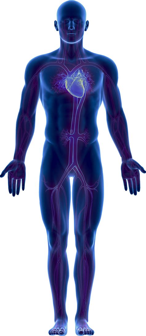Human Body Anatomy Png