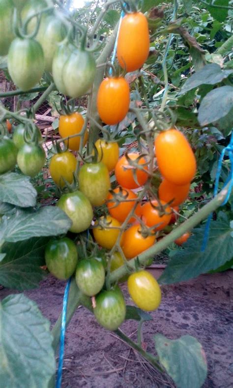 Pin by Snitko Vladislav on 1 А Овочі Vegetables Tomato Food