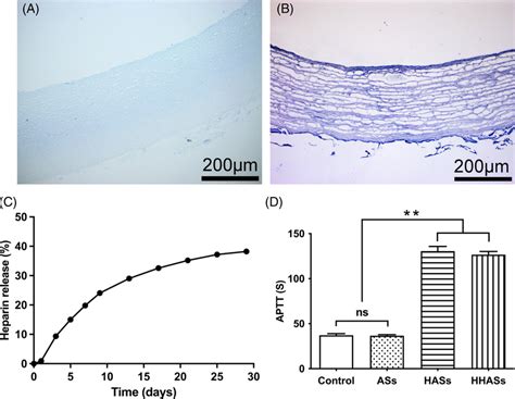 Toluidine Blue Staining Of A ASs And B HHASs C The Cumulative