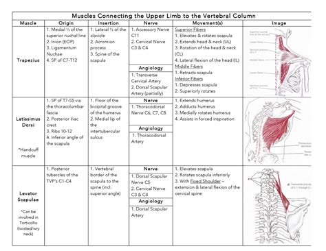 Updated Muscle Chart Upper Limb Muscles Connecting The Upper Limb