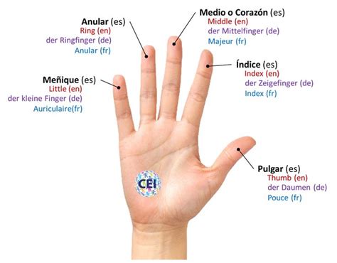 Conoce Como Se Escriben Los Dedos De La Mano En Espa Ol Ingl S Alem N