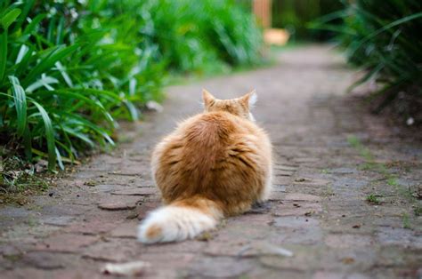 10 Helpful Tips For How To Find A Lost Or Missing Cat PetHelpful