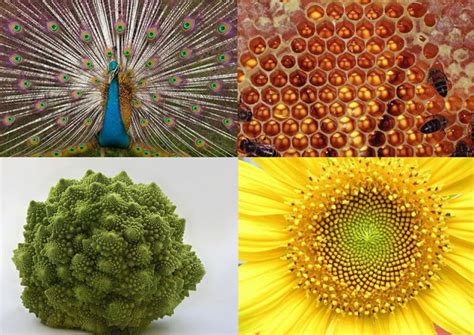 Increíble Explicación de 10 ejemplos de simetría en la naturaleza