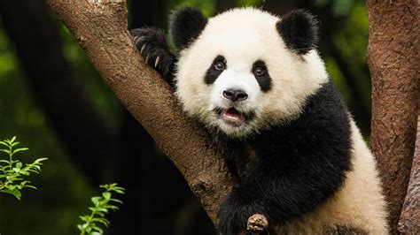 Giant Panda Wallpapers Top Free Giant Panda Backgrounds Wallpaperaccess
