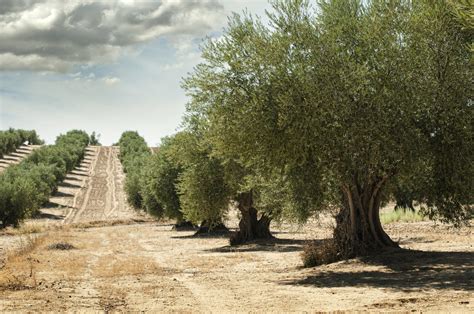 Olive Tree Olea Europaea Large And Unique Range MyPalmShop