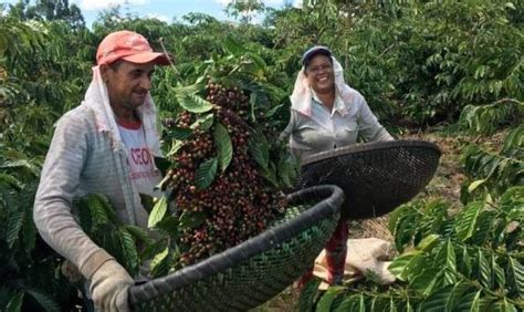 Dia do Trabalhador Rural é comemorado nesta terça feira 25 Portal AMIRT
