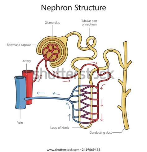 Nephron Structure Diagram Hand Drawn Schematic Stock Vector Royalty