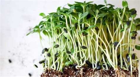 Quinoa Microgreens Best Helpful Growing Tips Review