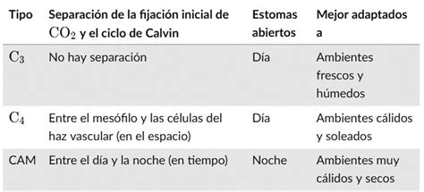 El Metabolismo De Las Plantas C3 C4 CAM Y Su Incidencia En La