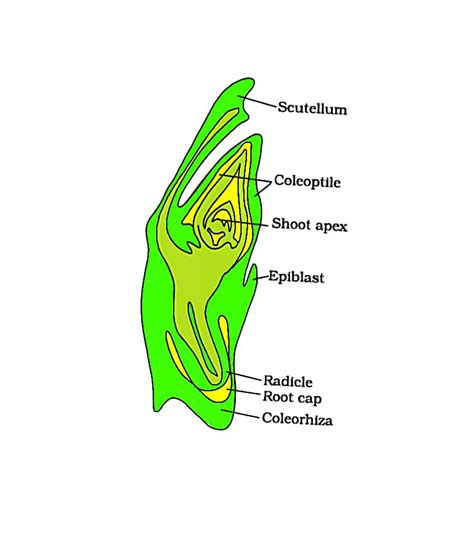 Embryo Diagram