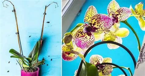 Cómo mantener una orquídea y hacer que vuelva a florecer la guía paso