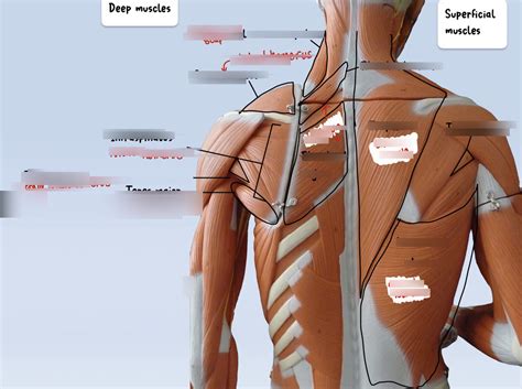 Torso Muscles P Diagram Quizlet
