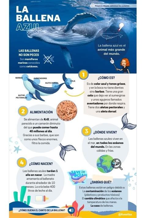 Infografía Ballena Azul Imagenes de ballenas Ballena azul Ballena