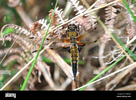 A Four Spotted Chaser Dragonfly At Rest UK Stock Photo Alamy