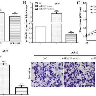 MiR 650 Enhances Cell Proliferation And Invasion In NSCLC A MiR 650
