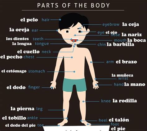 Partes del cuerpo en inglés Aprendo en inglés