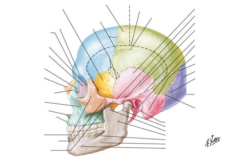 Sagittal View Of The Skull Diagram Quizlet